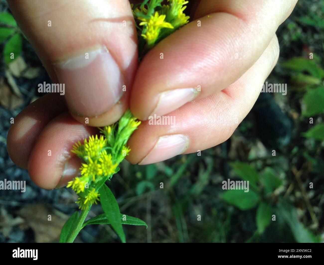 Downy Goldenrod (Solidago puberula) Plantae Stock Photo - Alamy