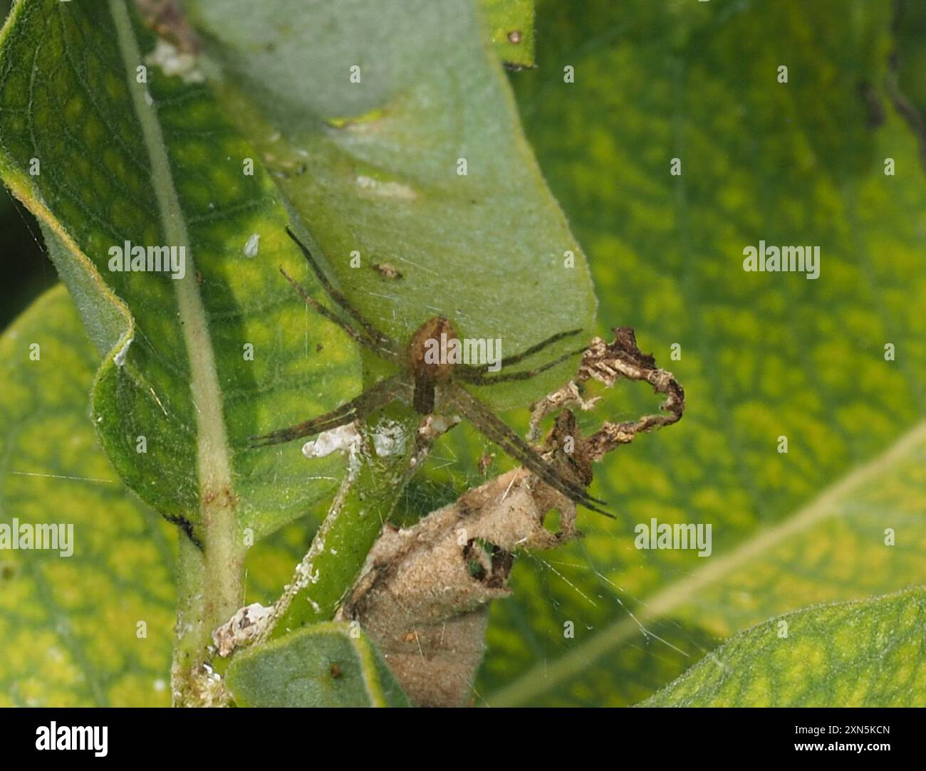 American Nursery Web Spider (Pisaurina mira) Arachnida Stock Photo - Alamy