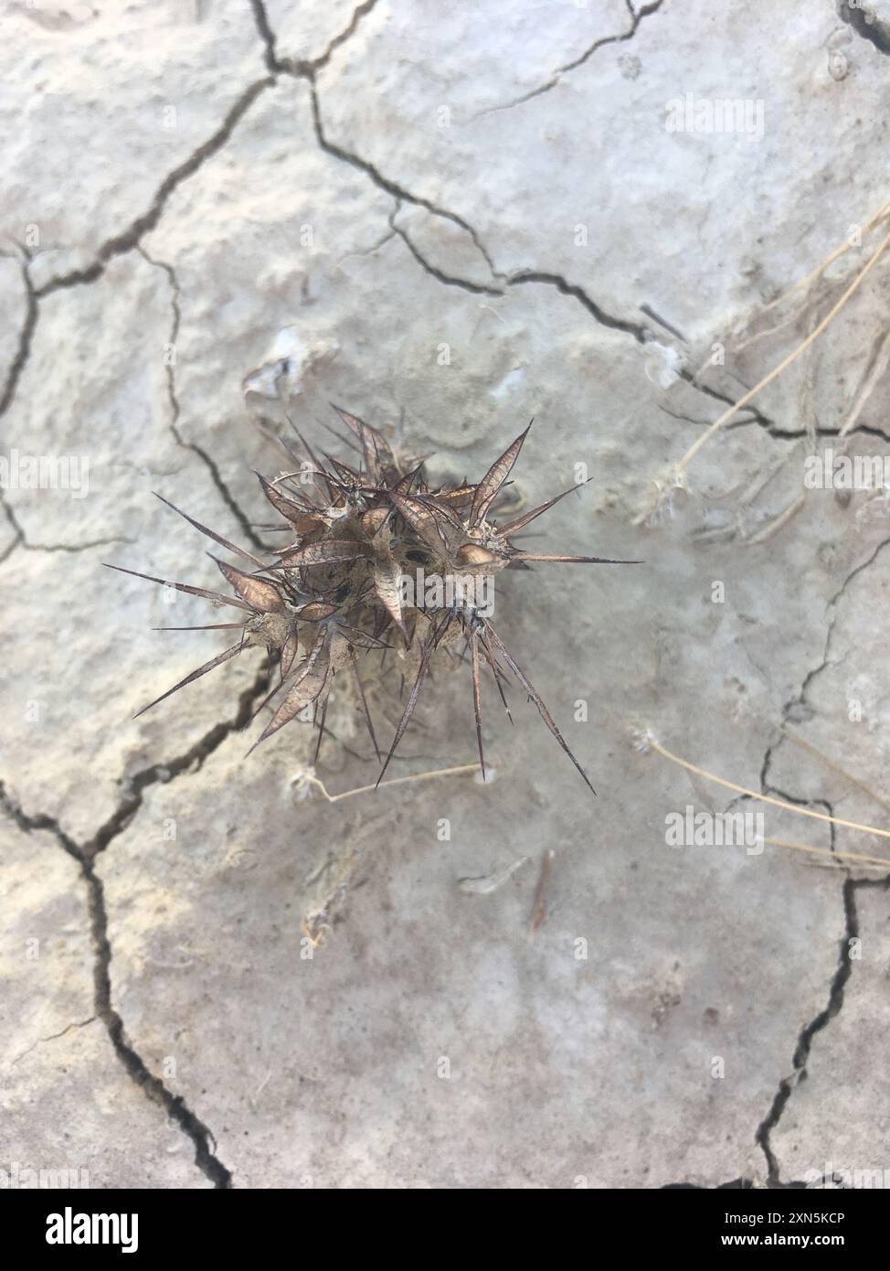 Devil's Spineflower (Chorizanthe rigida) Plantae Stock Photo - Alamy