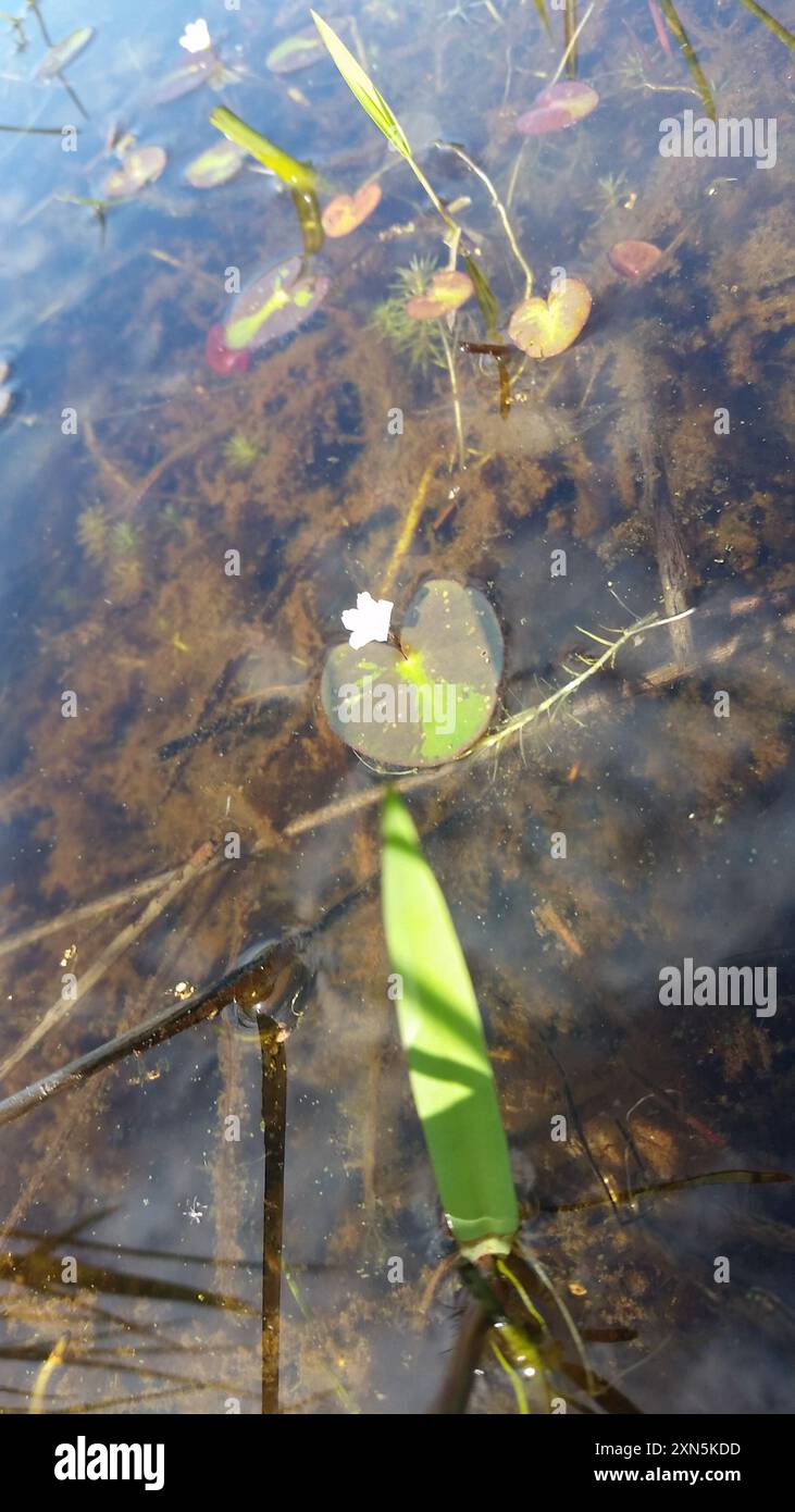 little floatingheart (Nymphoides cordata) Plantae Stock Photo - Alamy