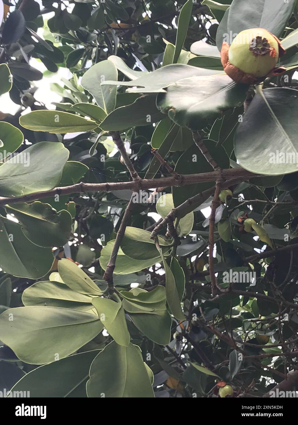 autograph tree (Clusia rosea) Plantae Stock Photo - Alamy