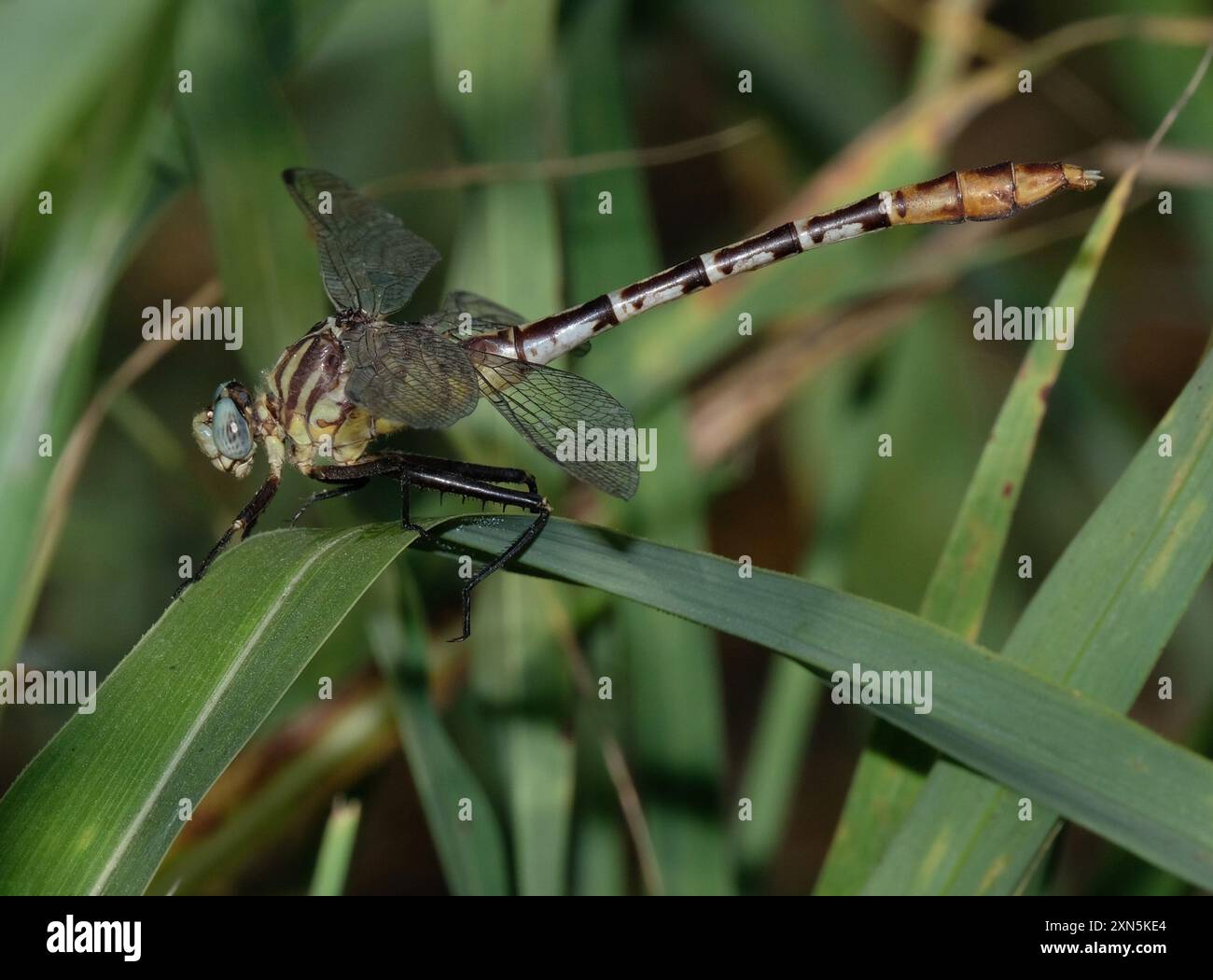 Flag-tailed Spinyleg (Dromogomphus spoliatus) Insecta Stock Photo - Alamy