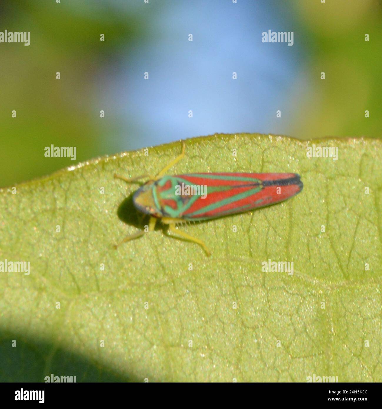 Red-banded Leafhopper (Graphocephala coccinea) Insecta Stock Photo - Alamy