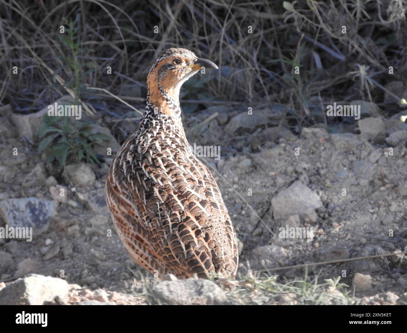 Southern Red-winged Francolin (Scleroptila levaillantii levaillantii ...