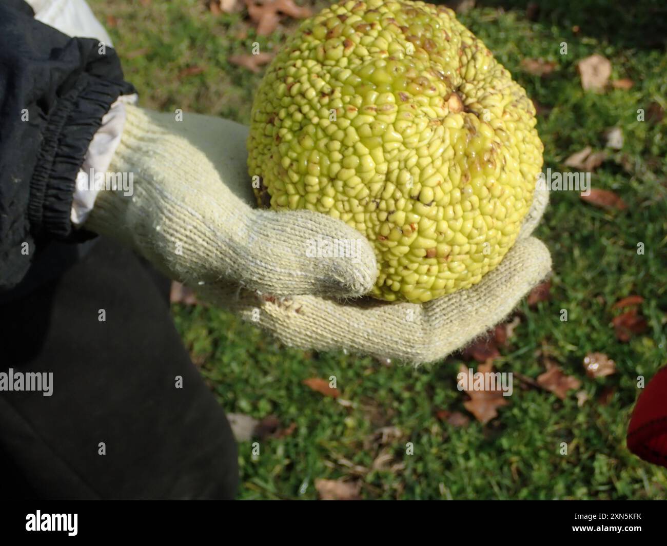 Osage-orange (Maclura pomifera) Plantae Stock Photo - Alamy