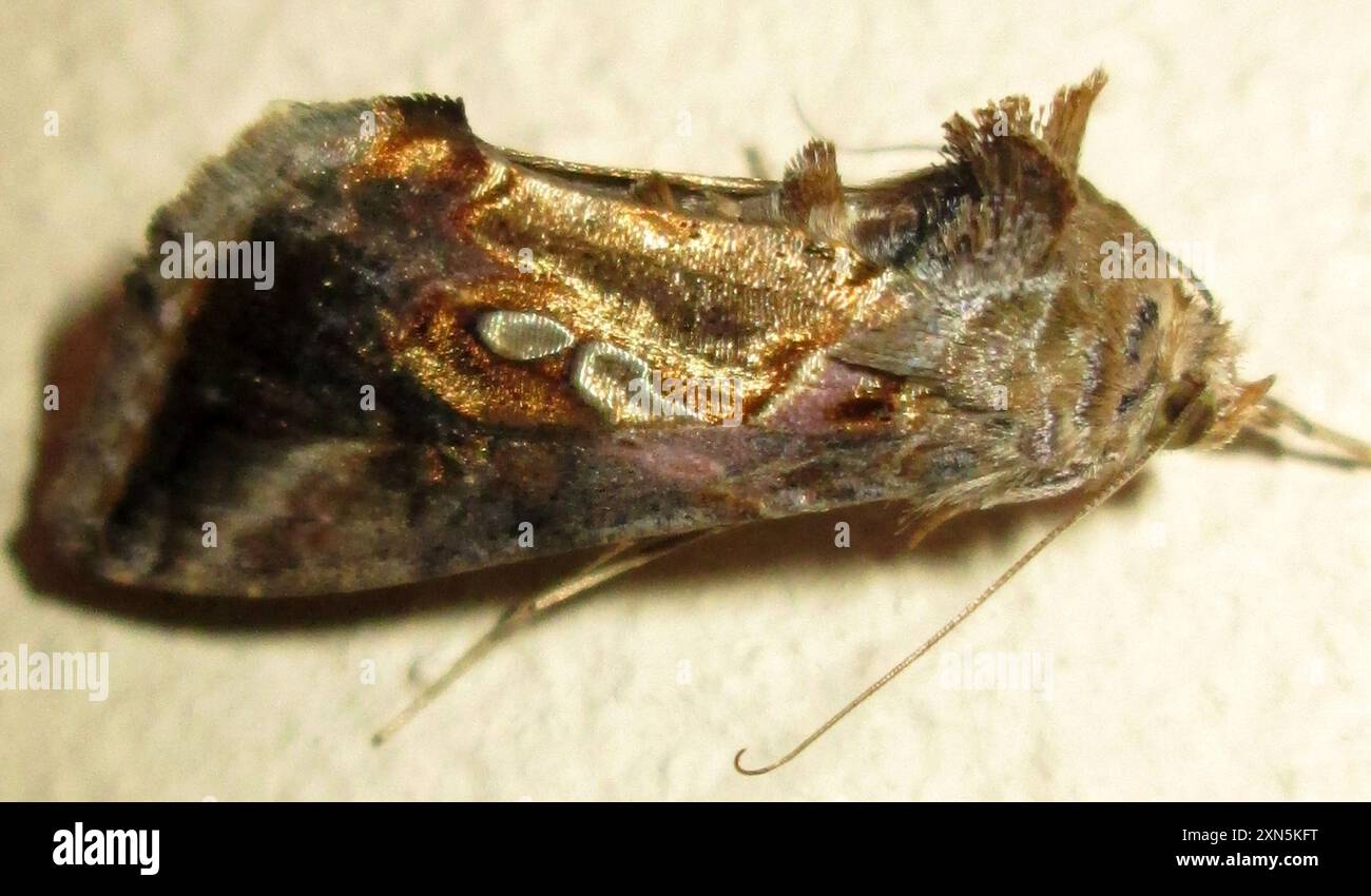 Plusiine Looper Moths (Plusiinae) Insecta Stock Photo - Alamy
