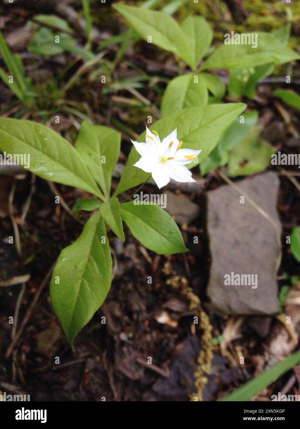 northern starflower (Lysimachia borealis) Plantae Stock Photo - Alamy