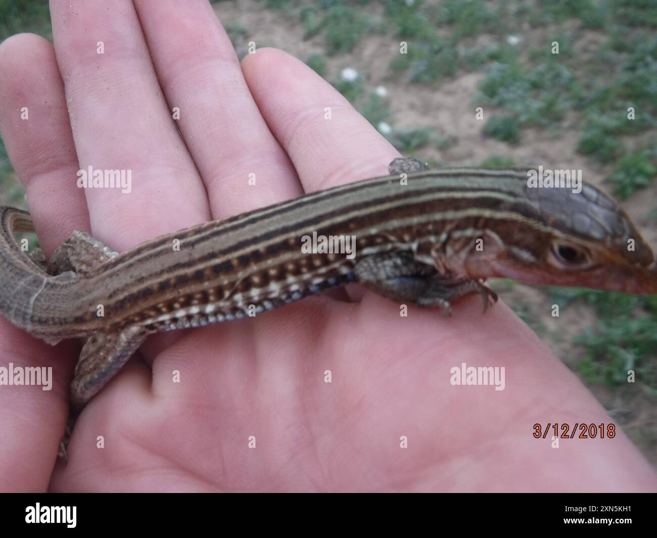 Common Spotted Whiptail (Aspidoscelis gularis) Reptilia Stock Photo - Alamy