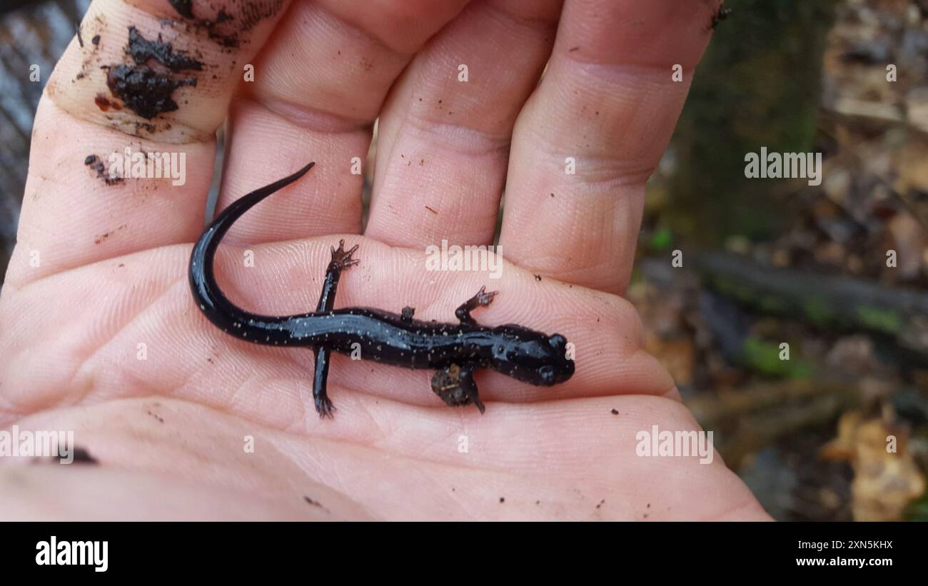Western Slimy Salamander (Plethodon albagula) Amphibia Stock Photo - Alamy