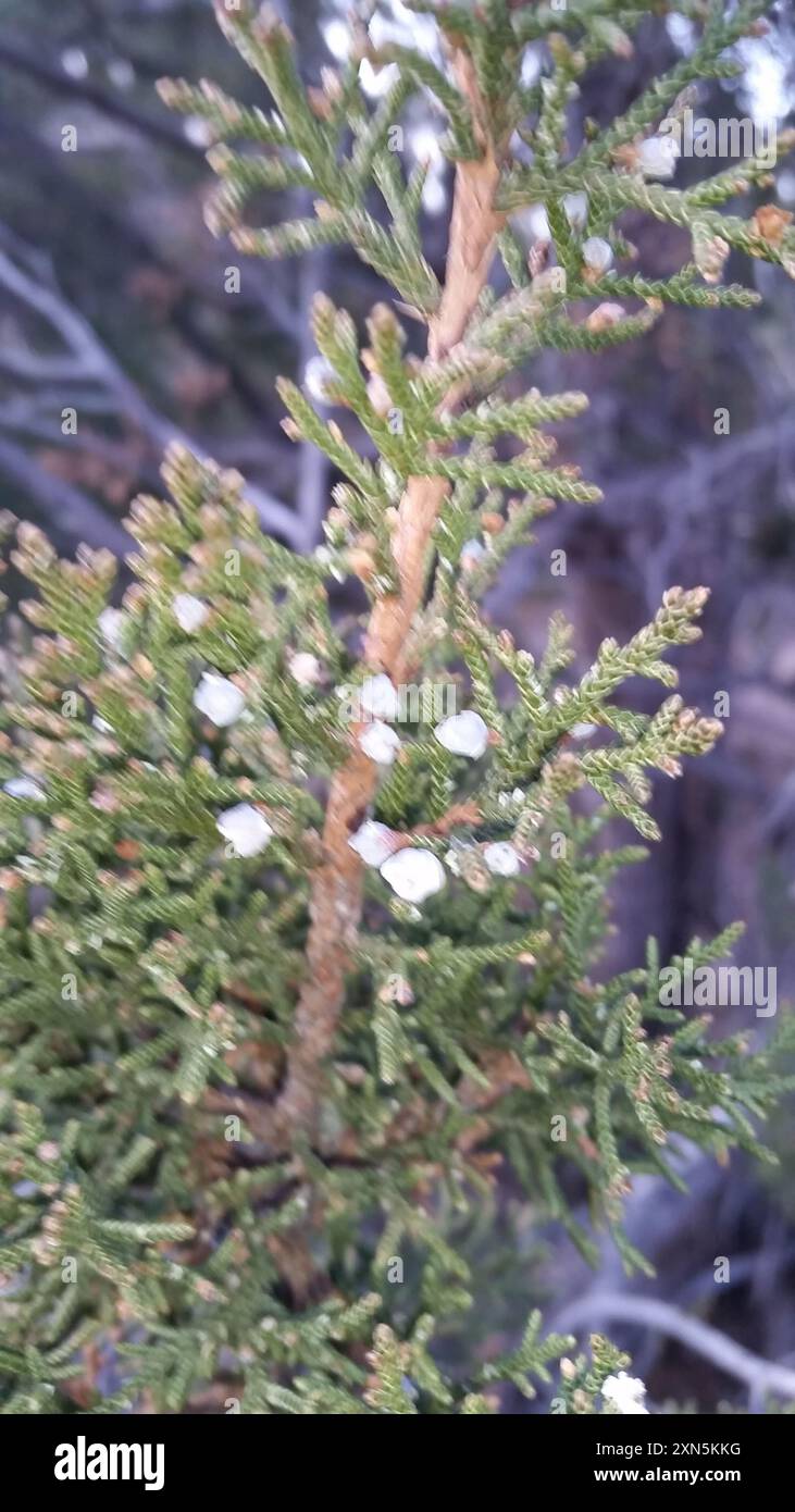 One-seed Juniper (Juniperus monosperma) Plantae Stock Photo - Alamy