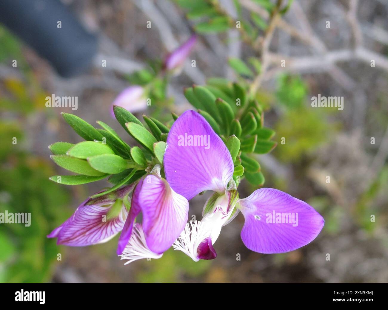 Septemberbush (Polygala myrtifolia myrtifolia) Plantae Stock Photo - Alamy