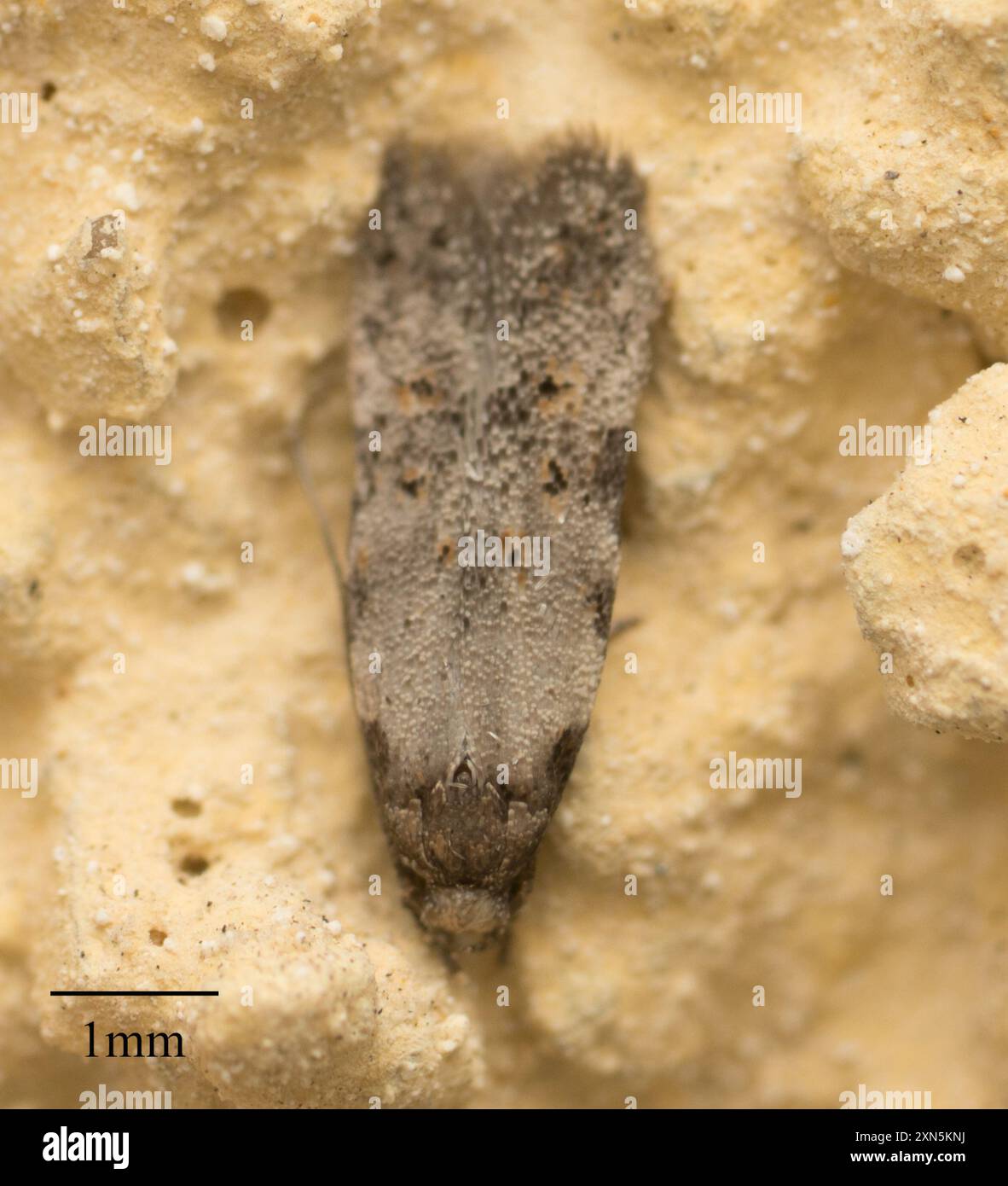 Taygete hi-res stock photography and images - Alamy