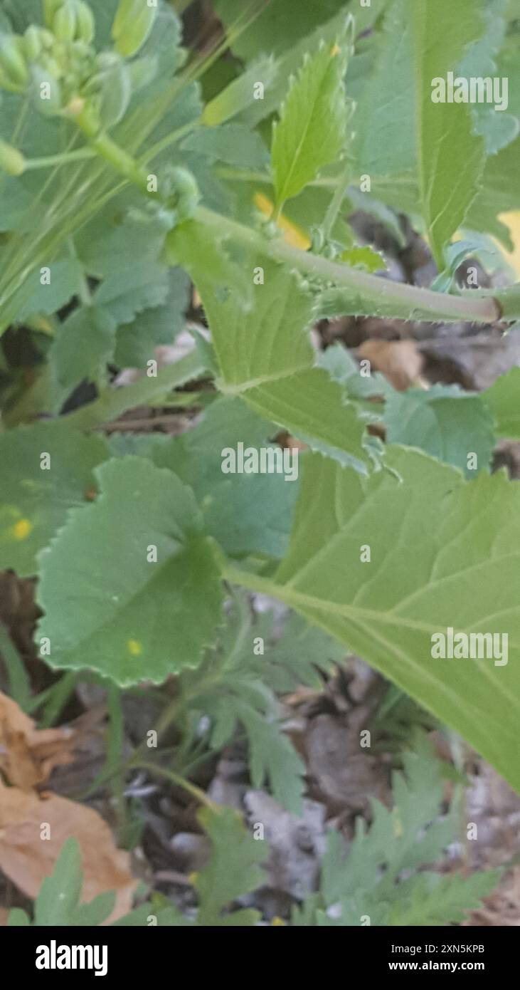 wild and domestic radish (Raphanus raphanistrum sativus) Plantae Stock ...