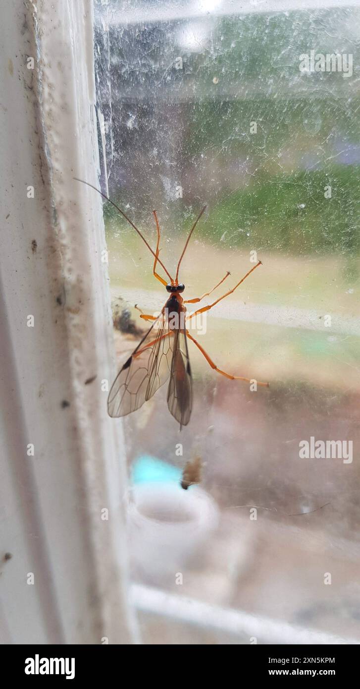 Orange Ichneumonid wasp (Netelia ephippiata) Insecta Stock Photo - Alamy