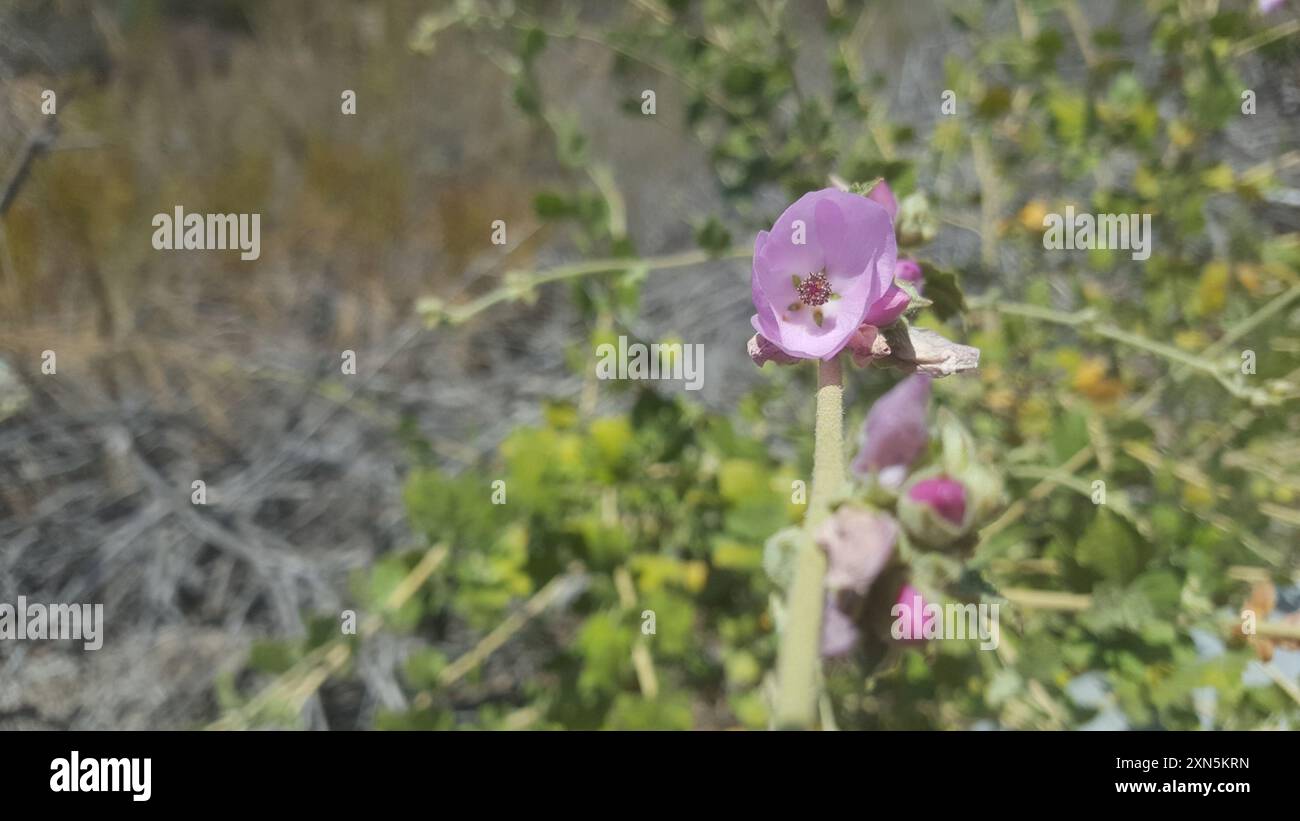 southern coastal bushmallow (Malacothamnus fasciculatus) Plantae Stock ...