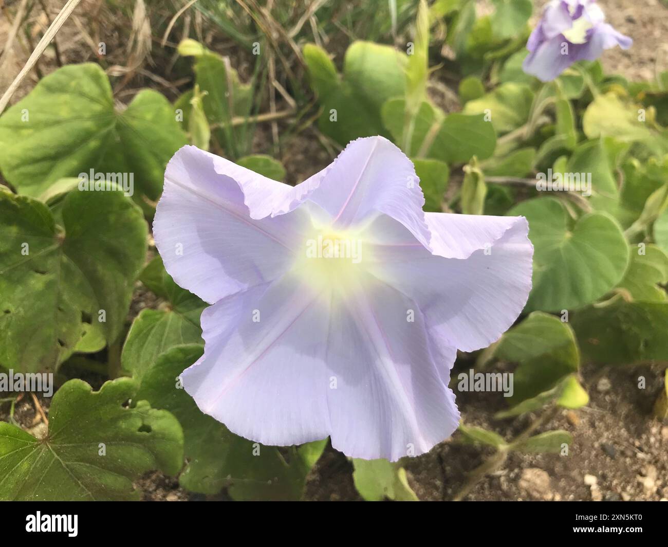 Sesbania tomentosa hi-res stock photography and images - Alamy