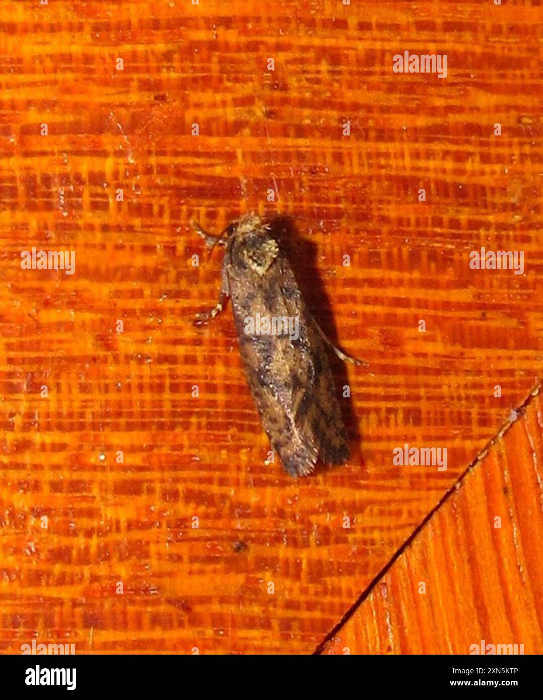 Burrowing Webworm Moths (Acrolophinae) Insecta Stock Photo - Alamy