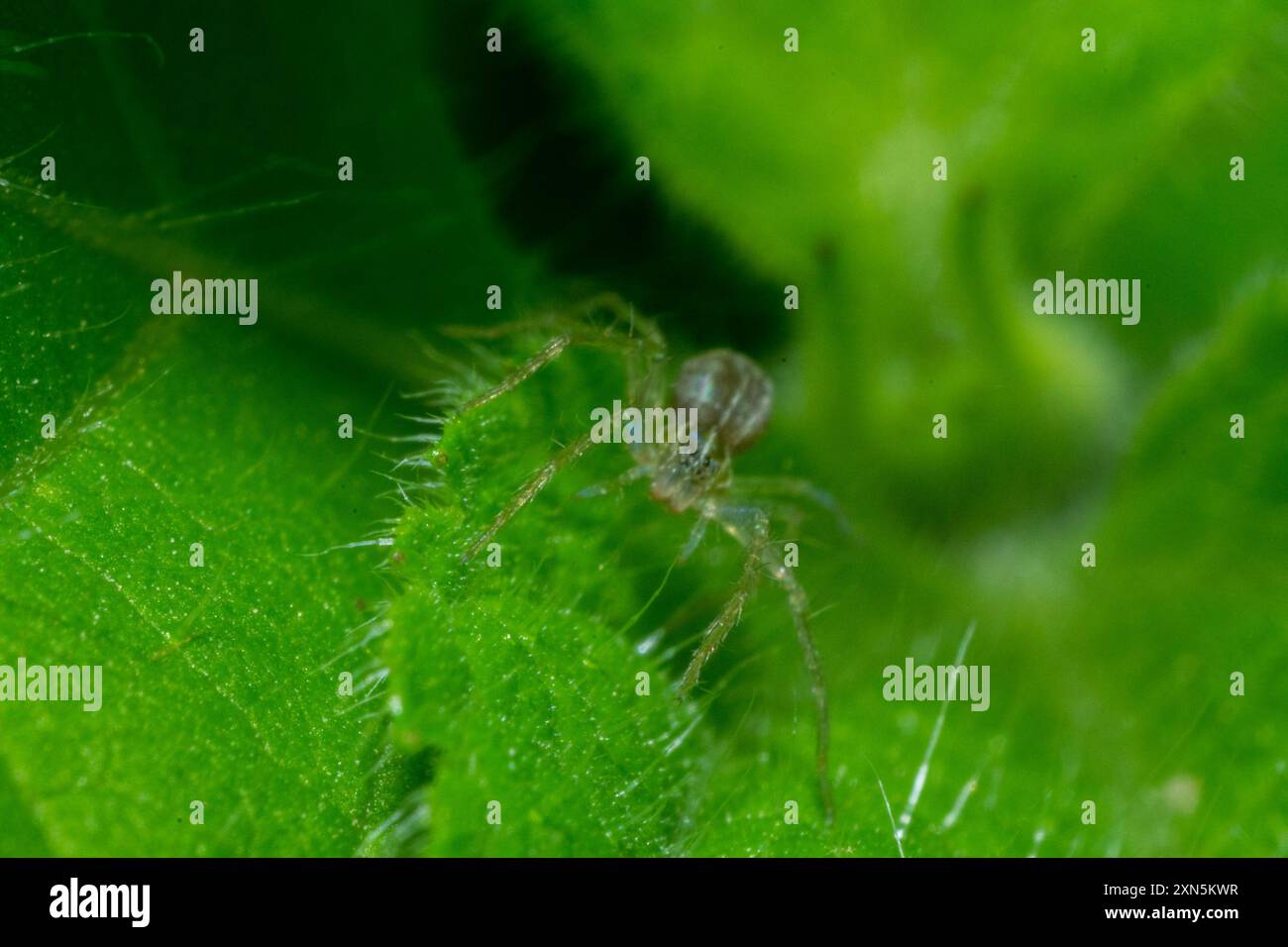 Nursery Web Spiders (Pisauridae) Arachnida Stock Photo - Alamy
