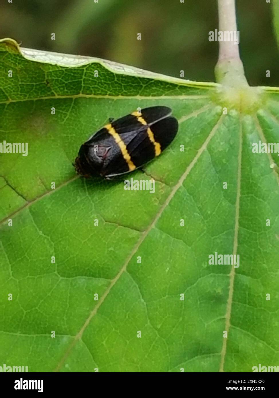Two-lined Spittlebug (Prosapia bicincta) Insecta Stock Photo - Alamy