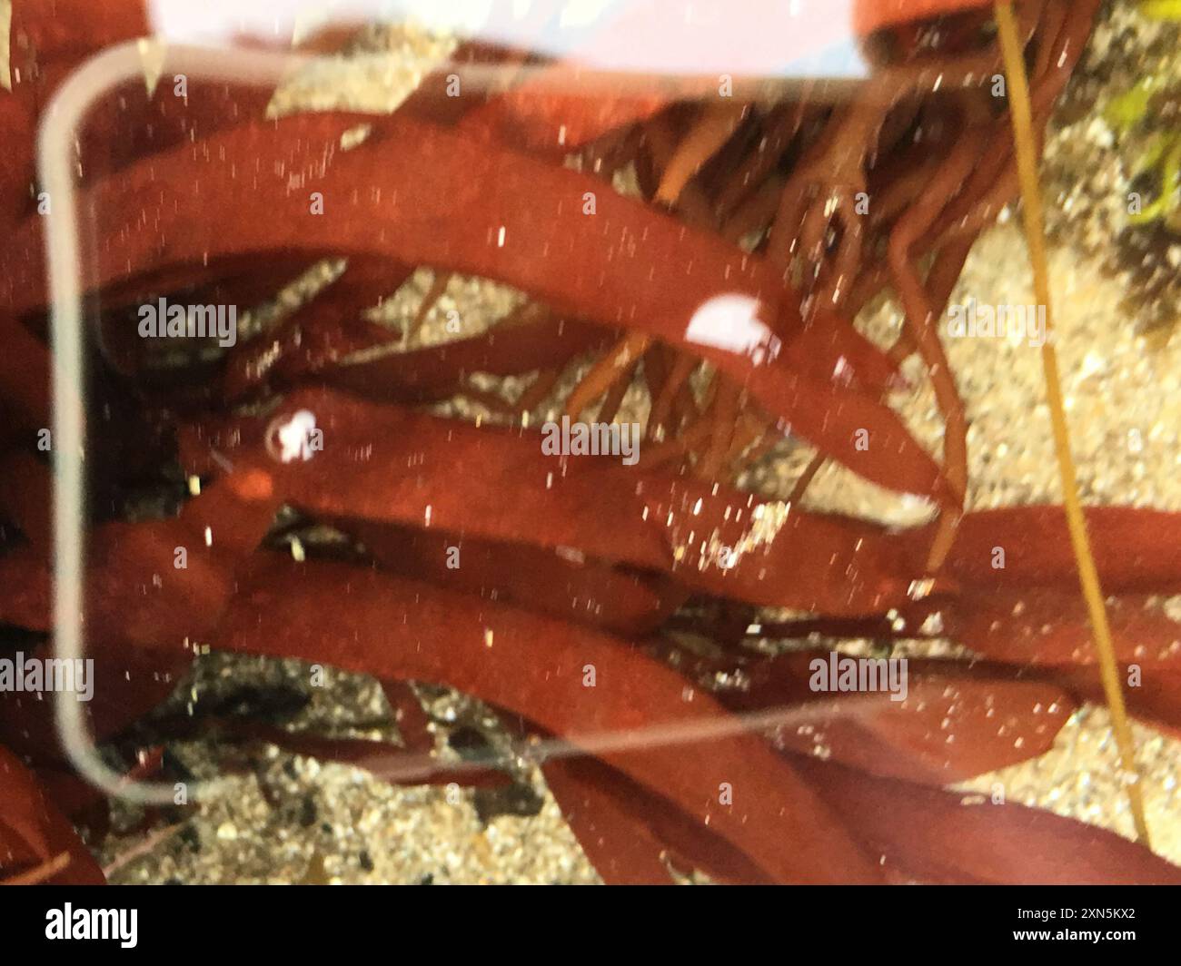 Bleach Weed (Prionitis sternbergii) Plantae Stock Photo - Alamy