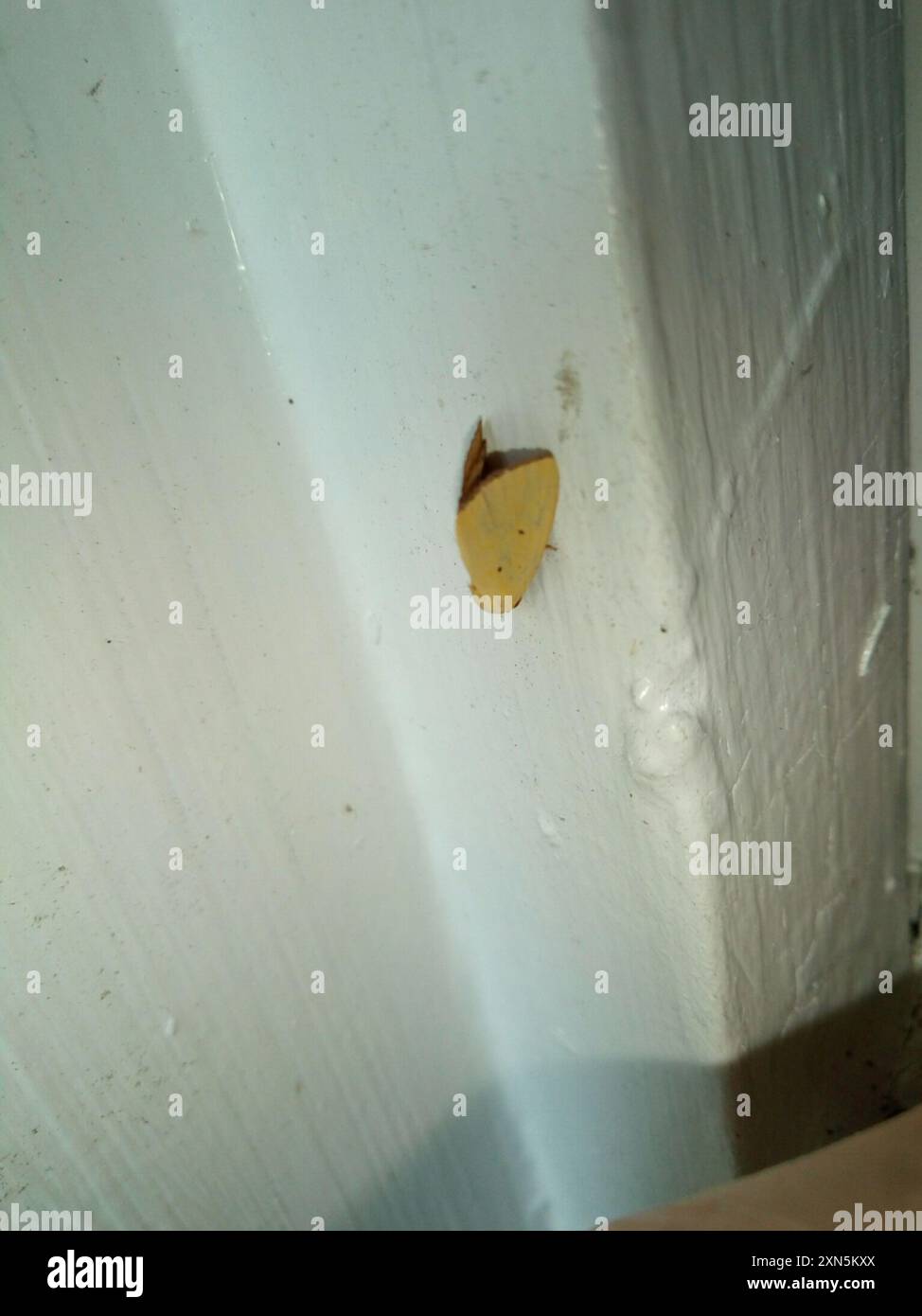 Black-bordered Lemon Moth (Marimatha nigrofimbria) Insecta Stock Photo ...