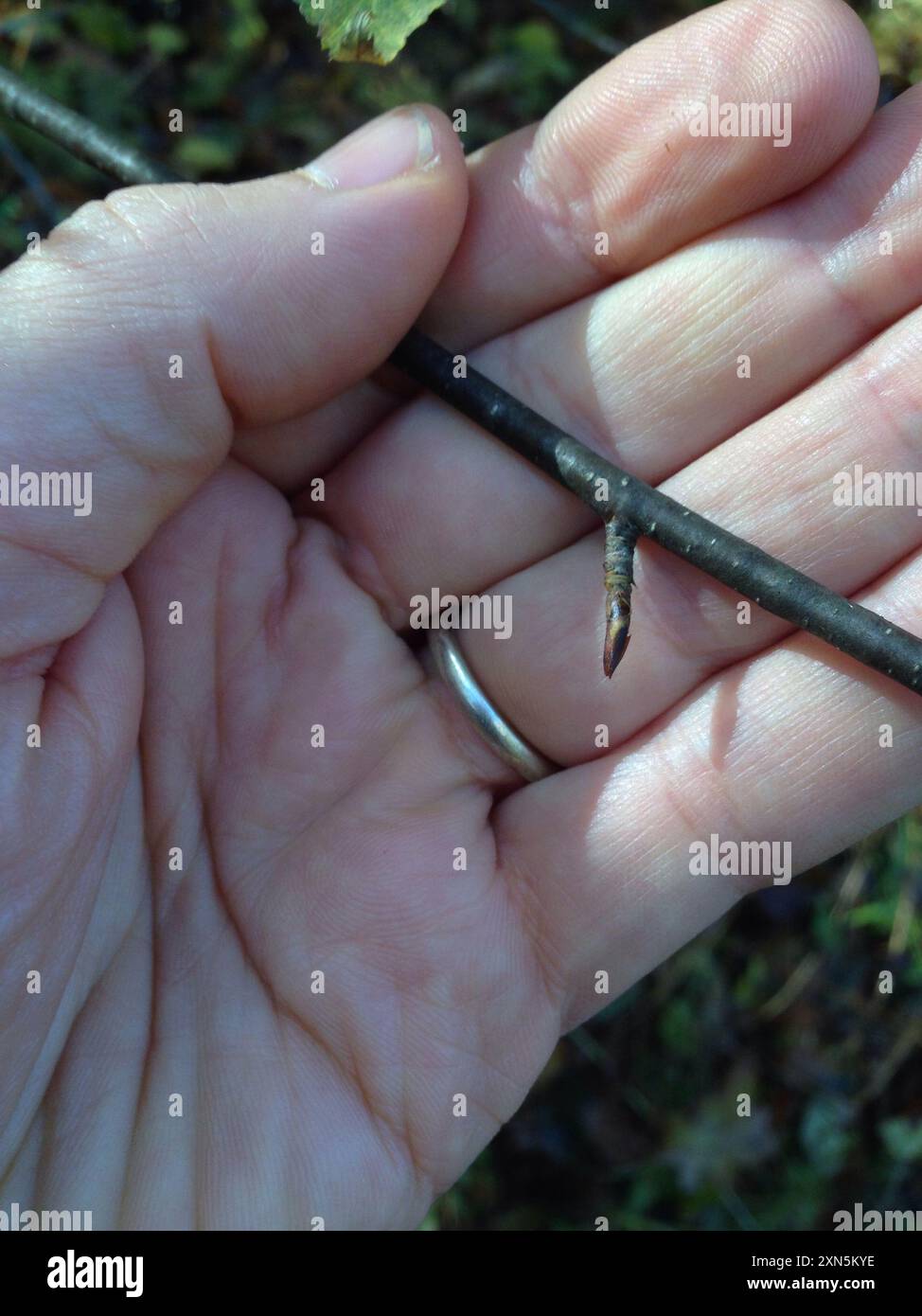 sweet birch (Betula lenta) Plantae Stock Photo - Alamy