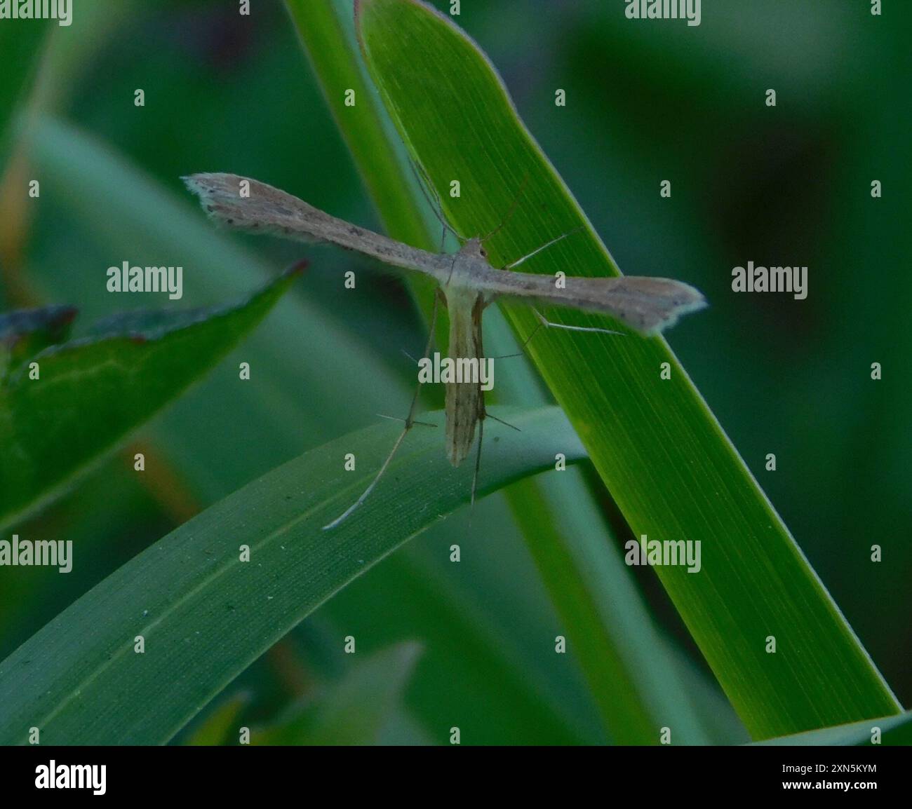 Dwarf Plume Moth (Exelastis pumilio) Insecta Stock Photo - Alamy