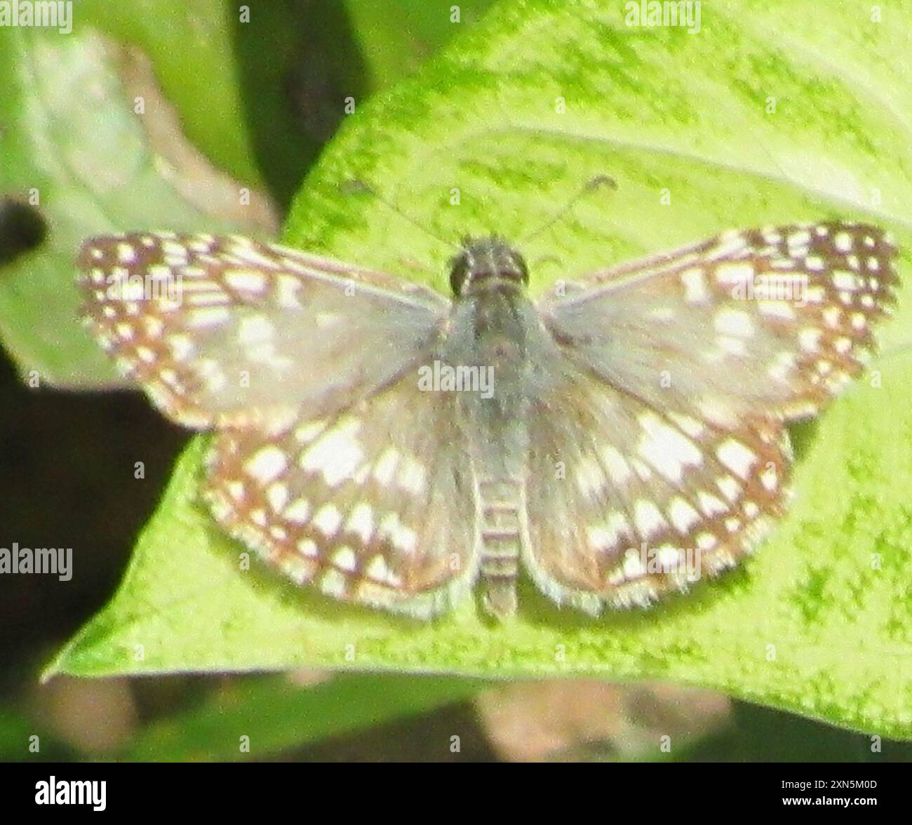 Orcus Checkered-Skipper (Burnsius orcus) Insecta Stock Photo - Alamy