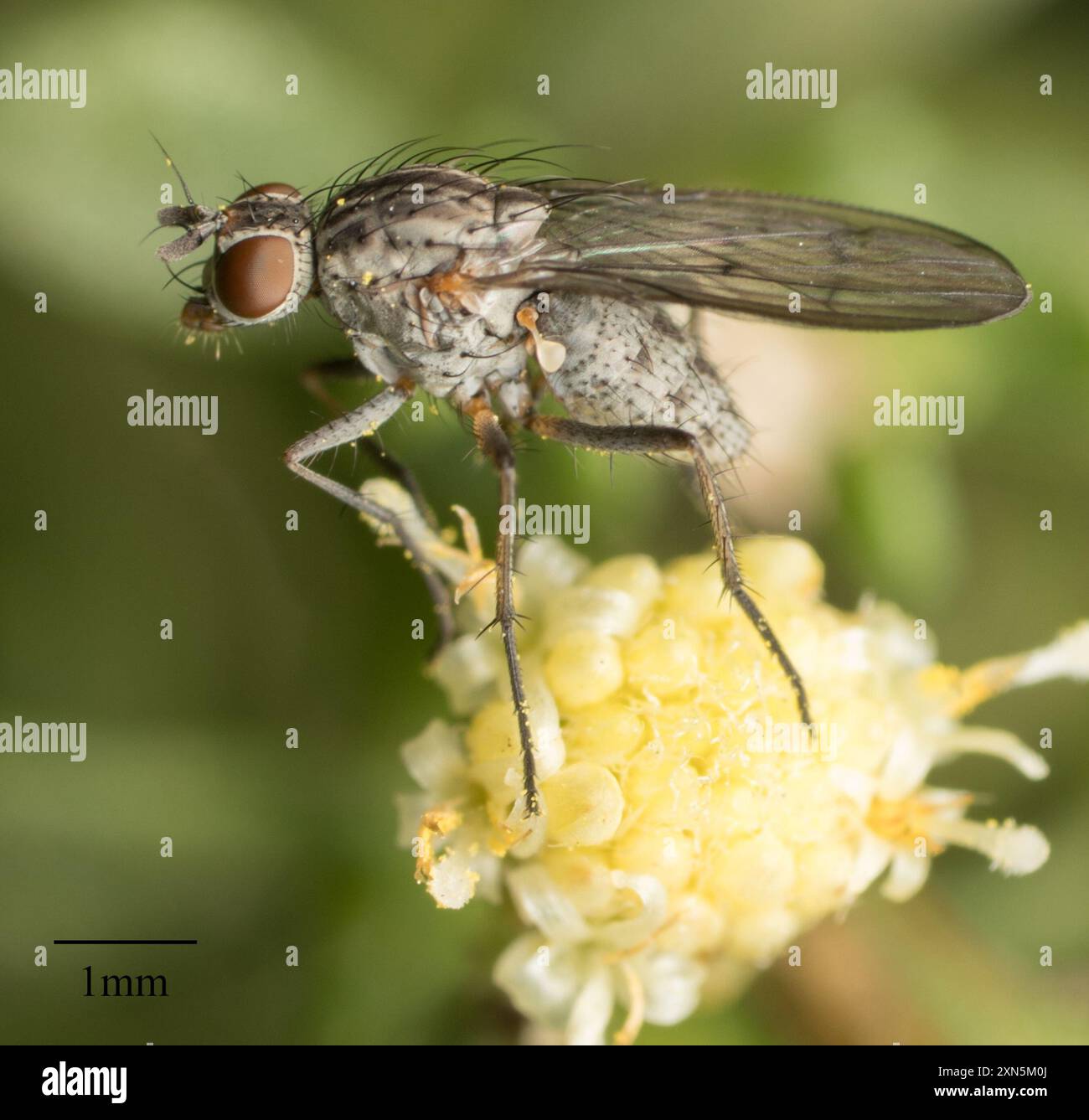 Root-maggot Flies (Anthomyiidae) Insecta Stock Photo - Alamy