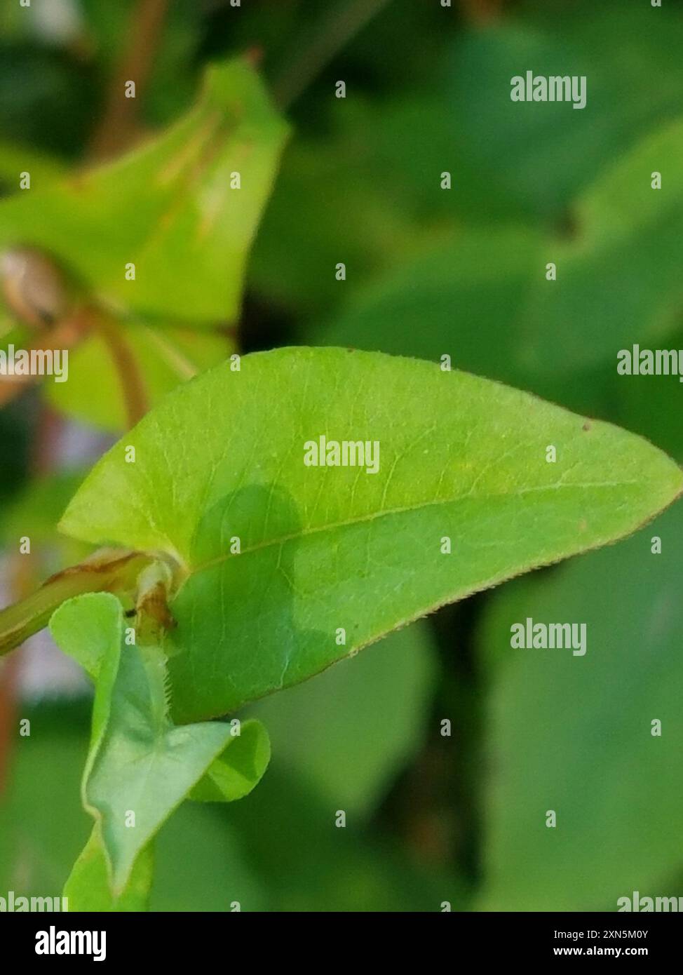 arrow-leaved tearthumb (Persicaria sagittata) Plantae Stock Photo - Alamy