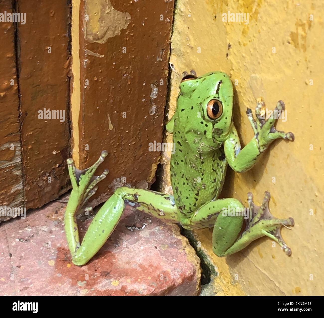 Green Dotted Tree Frog (Dendropsophus molitor) Amphibia Stock Photo - Alamy