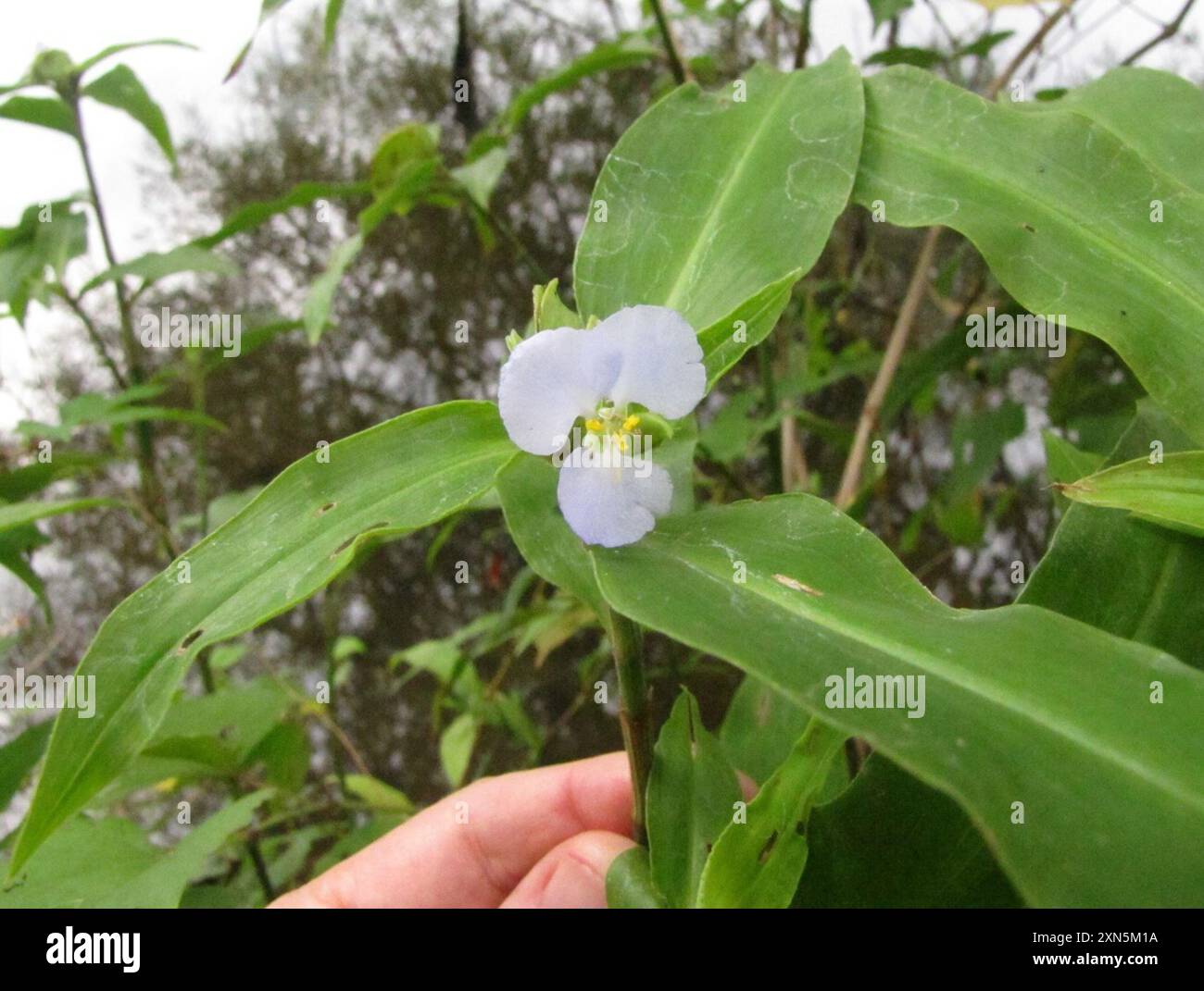 Virginia Dayflower (Commelina virginica) Plantae Stock Photo - Alamy