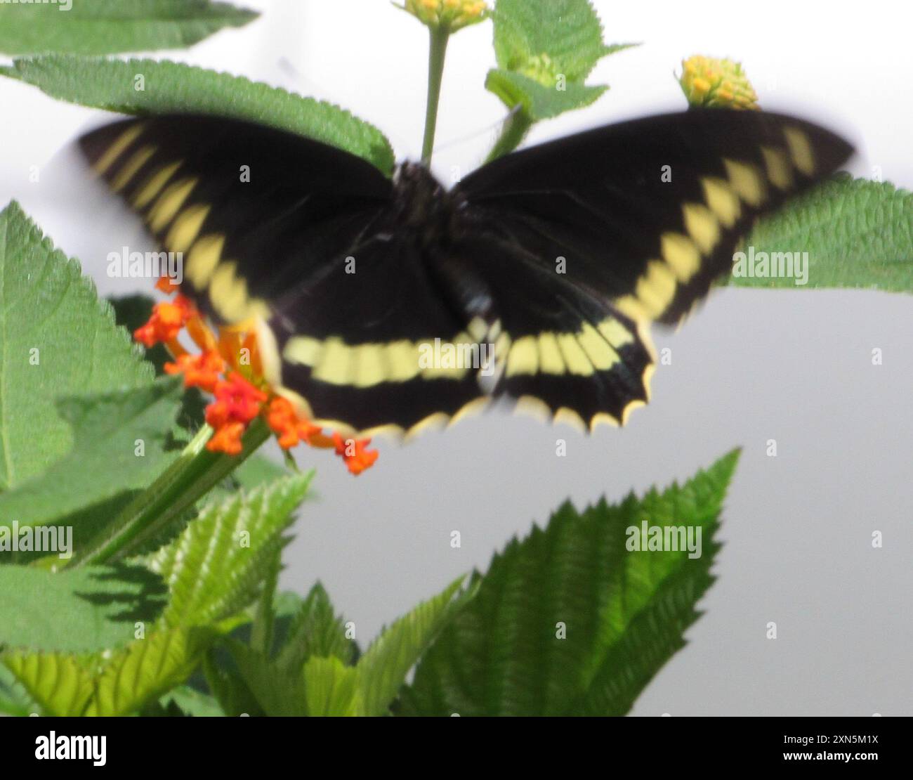 Polydamas Swallowtail (Battus polydamas) Insecta Stock Photo - Alamy