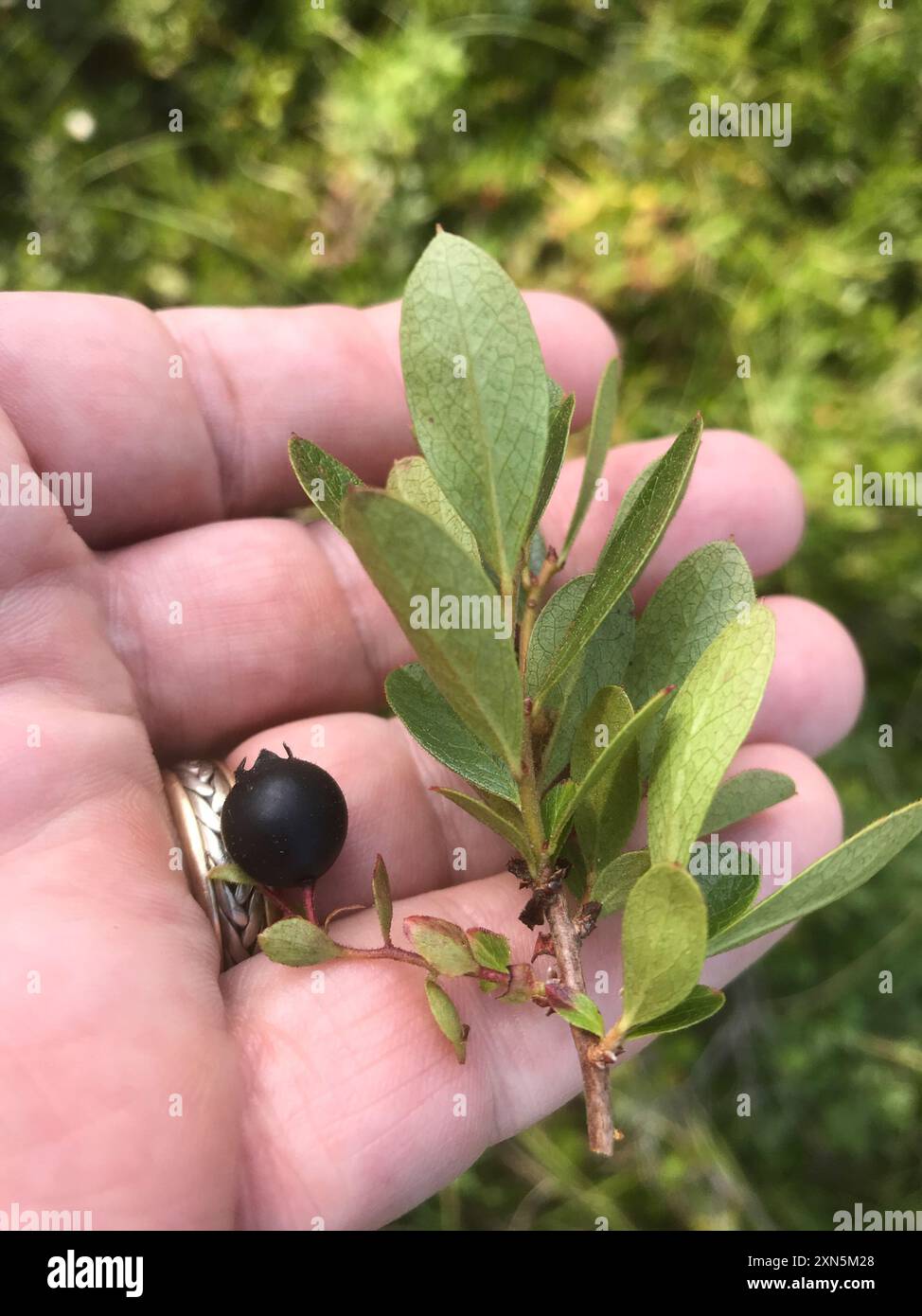 northern dwarf huckleberry (Gaylussacia bigeloviana) Plantae Stock ...