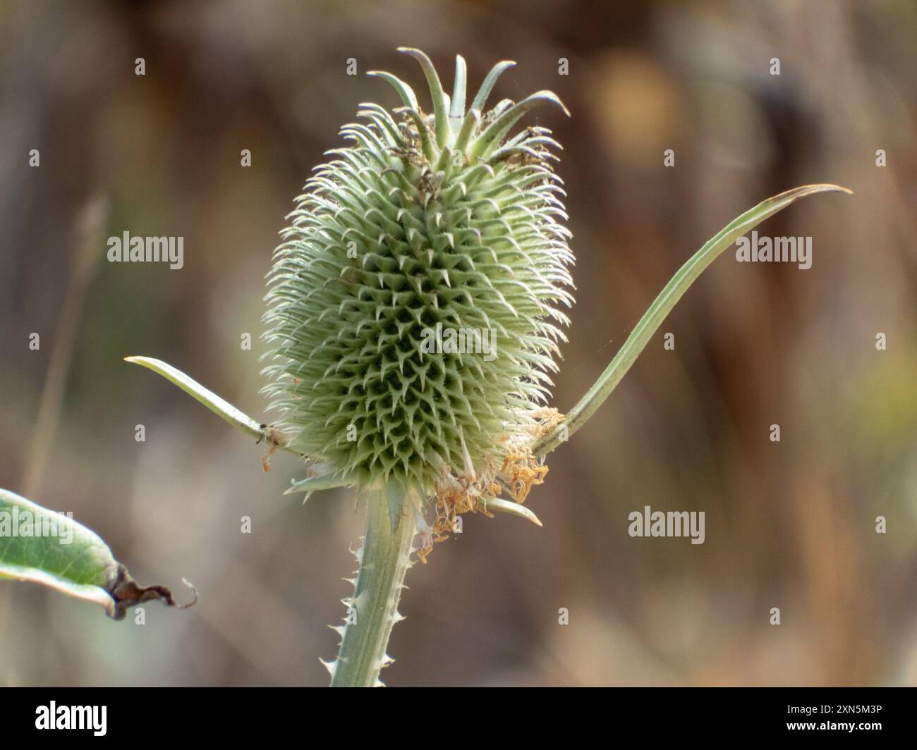fuller's teasel (Dipsacus sativus) Plantae Stock Photo - Alamy