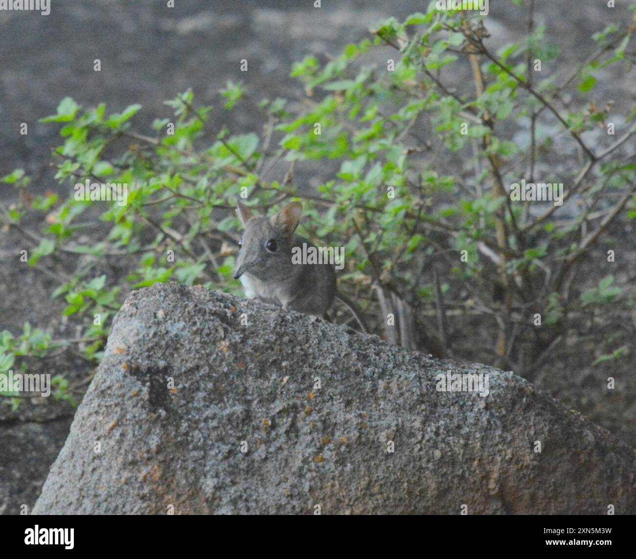 Elephantulus myurus hi-res stock photography and images - Alamy