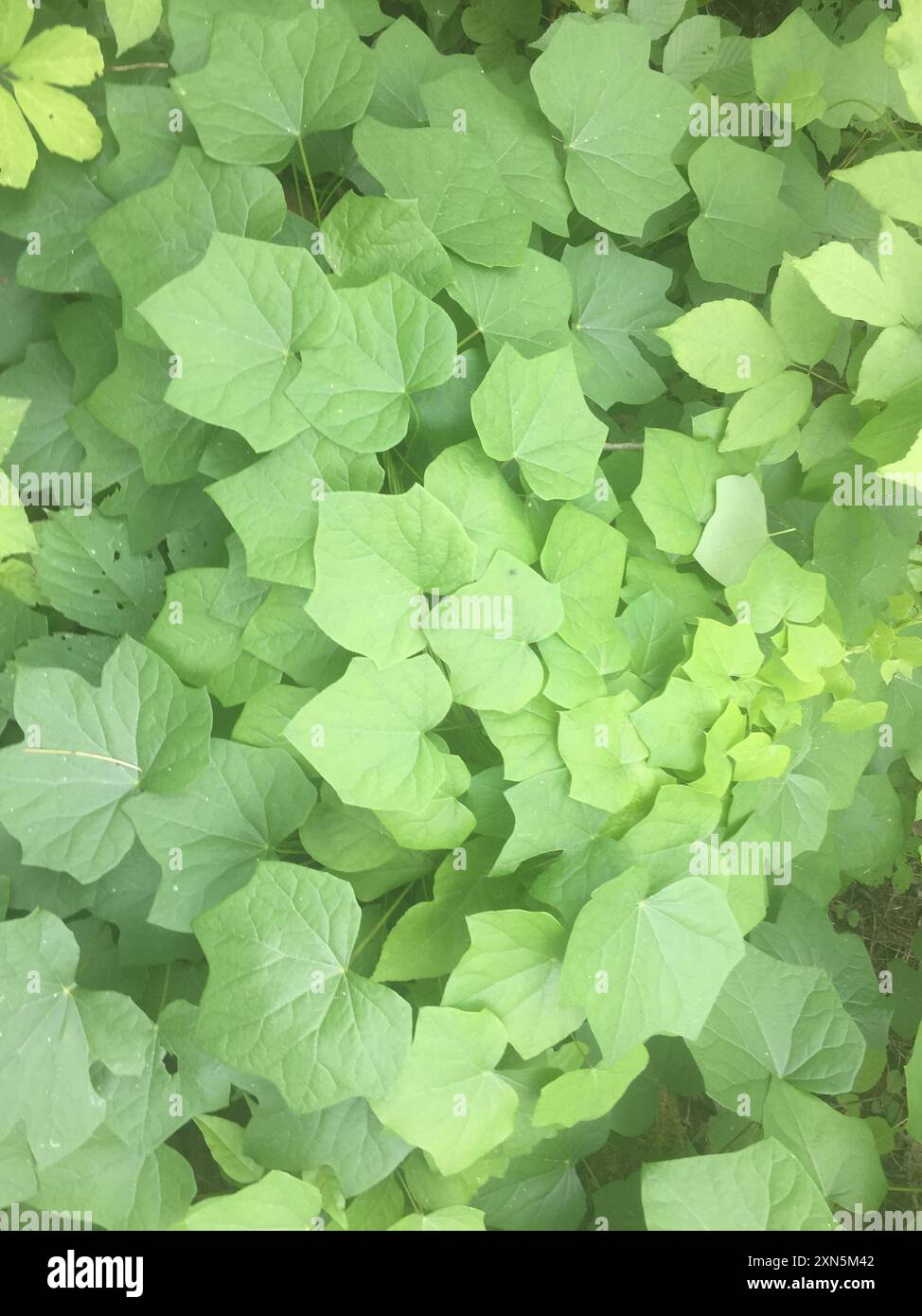 moonseed (Menispermum canadense) Plantae Stock Photo - Alamy