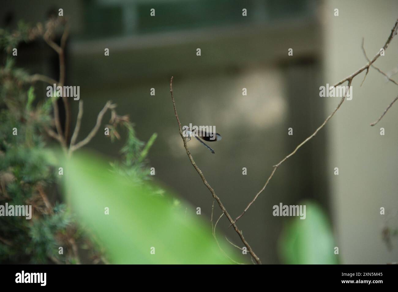 Formosan Damselfly (Euphaea formosa) Insecta Stock Photo - Alamy