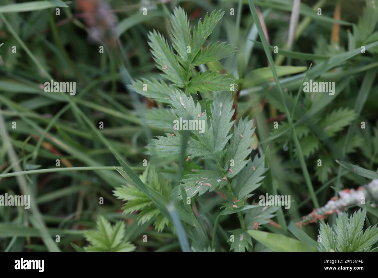 common silverweed (Argentina anserina) Plantae Stock Photo - Alamy