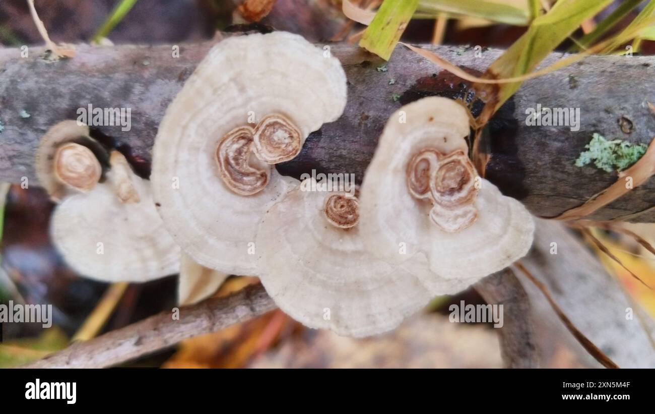 little nest polypore (Trametes conchifer) Fungi Stock Photo - Alamy