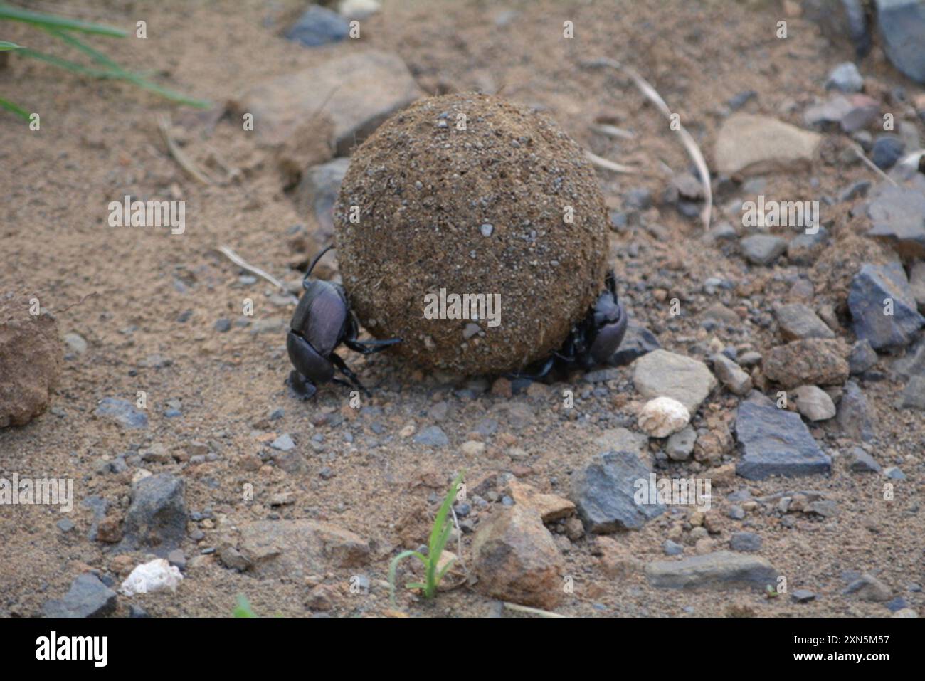 Plum Dung Beetle (Chalconotus convexus) Insecta Stock Photo - Alamy