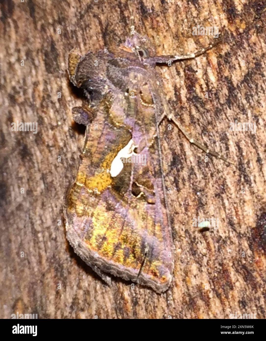 Common Looper Moth (Autographa precationis) Insecta Stock Photo - Alamy