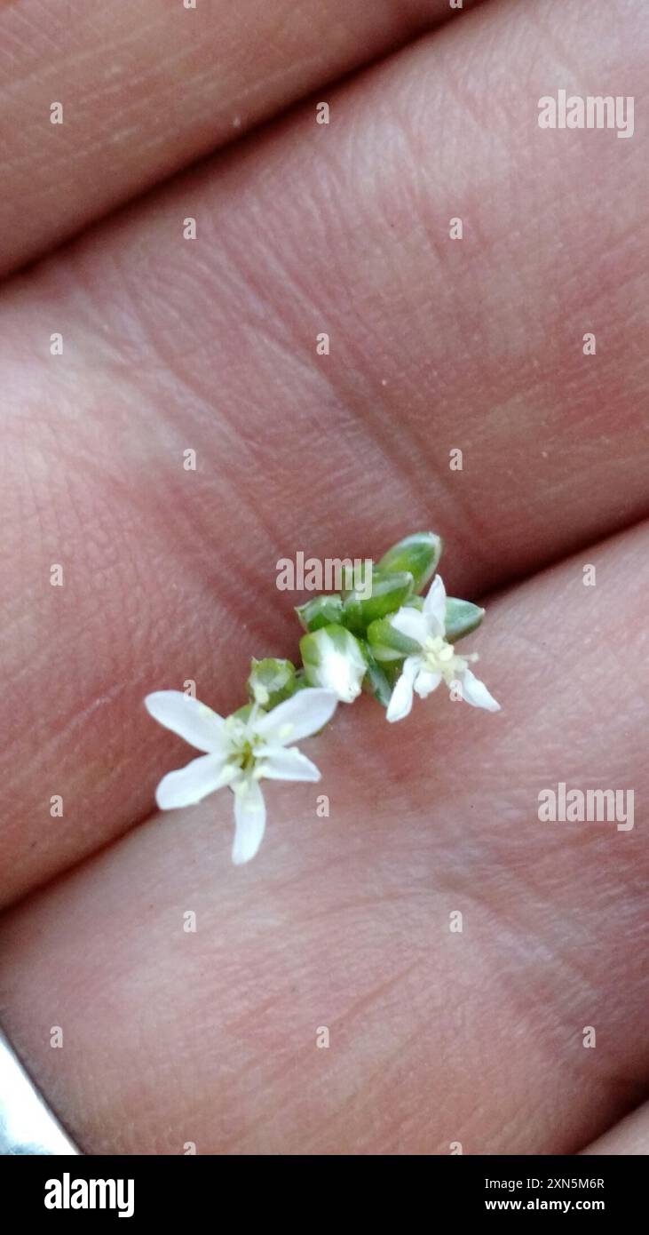 ballhead sandwort (Eremogone congesta) Plantae Stock Photo - Alamy