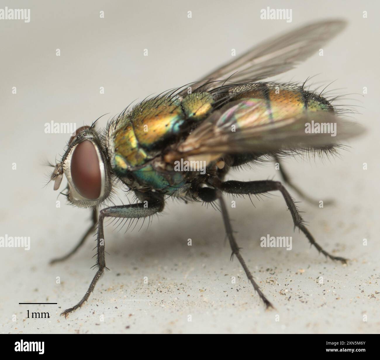 Australian Sheep Blow Fly (Lucilia cuprina) Insecta Stock Photo - Alamy