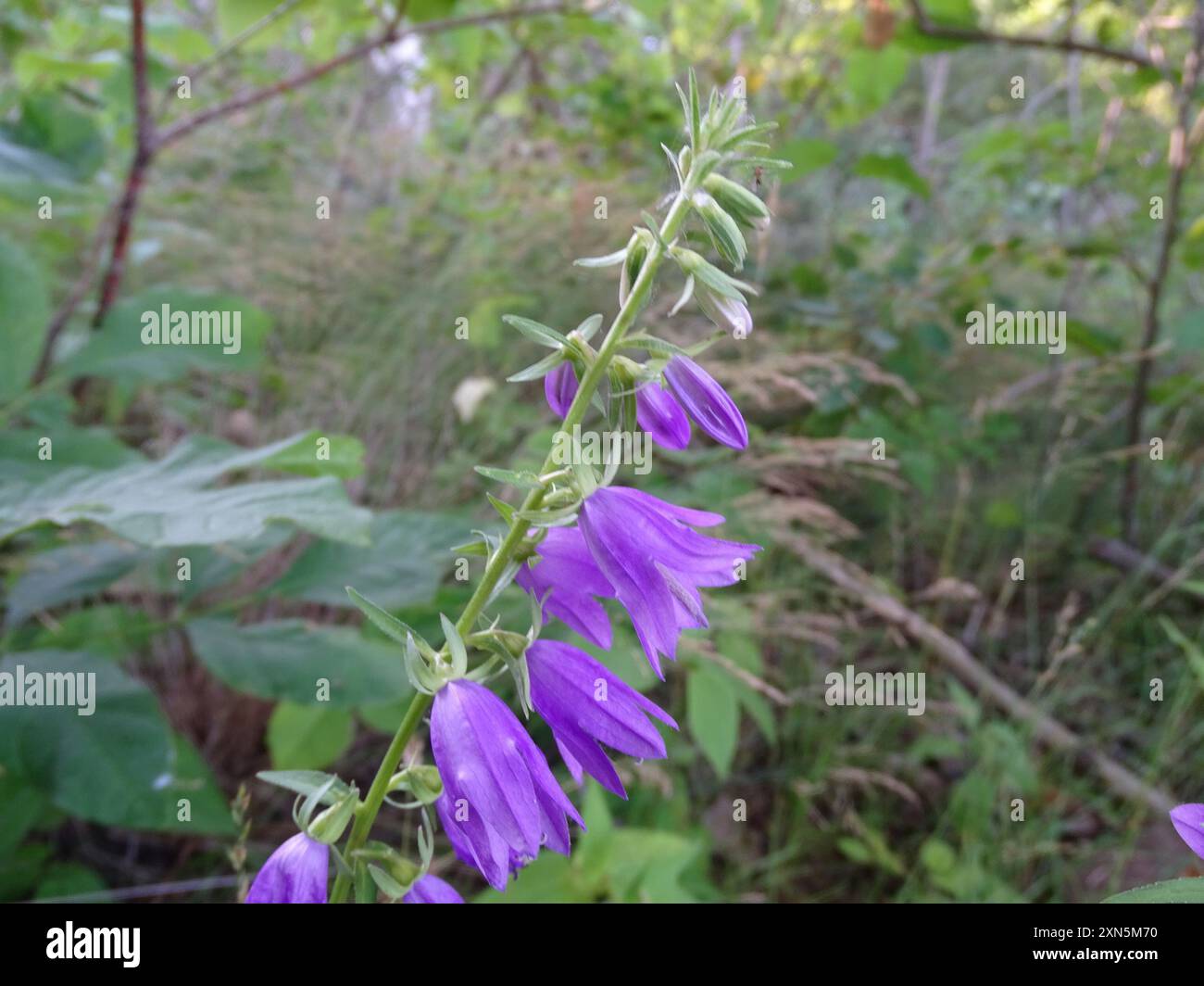 Creeping Bellflower (Campanula rapunculoides) Plantae Stock Photo - Alamy