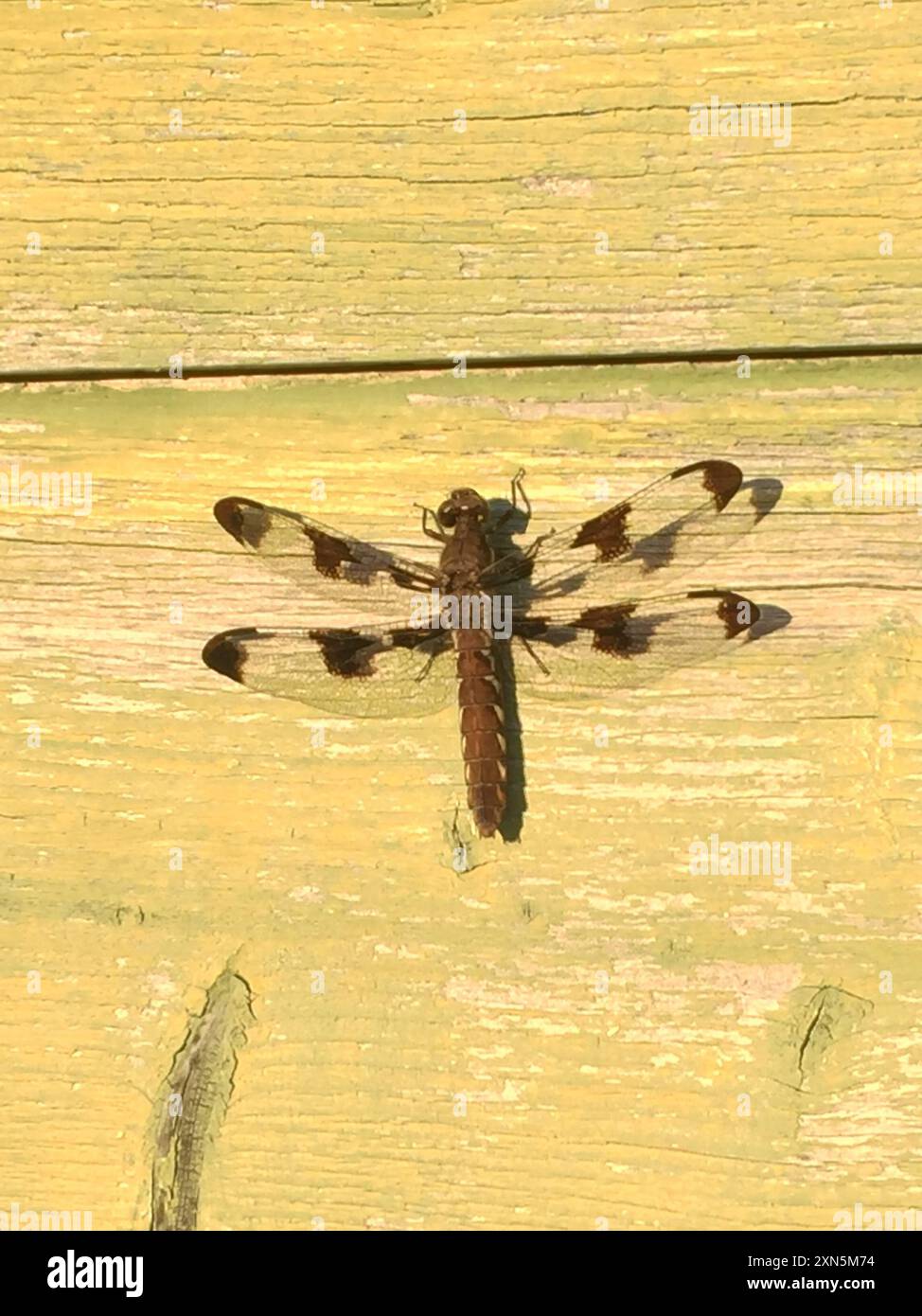 Common Whitetail (Plathemis lydia) Insecta Stock Photo - Alamy