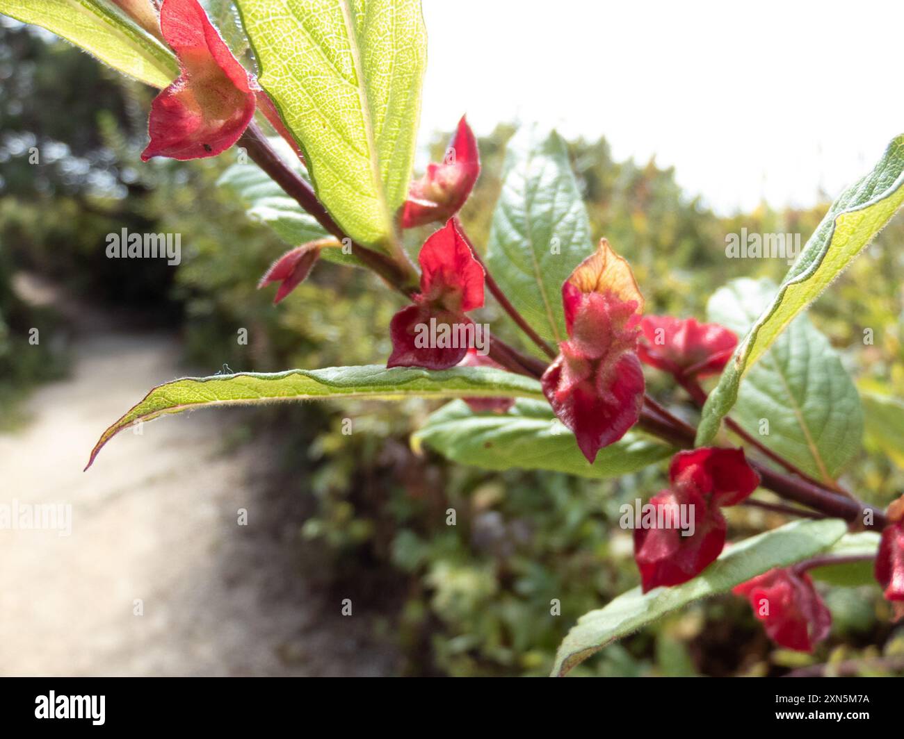 twinberry honeysuckle (Lonicera involucrata) Plantae Stock Photo - Alamy