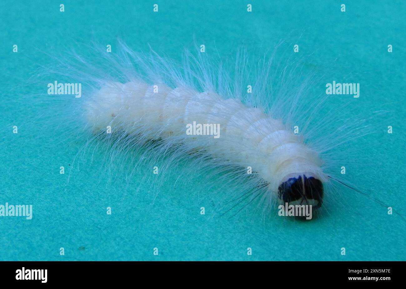 Laugher Moth (Charadra deridens) Insecta Stock Photo - Alamy