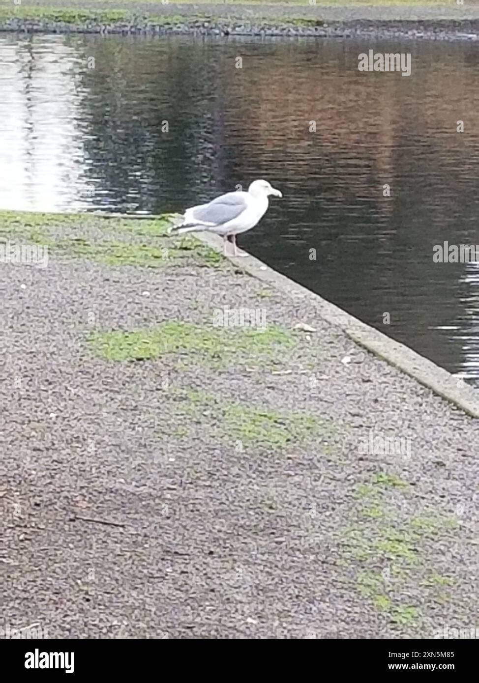 Olympic Gull (Larus glaucescens × occidentalis) Aves Stock Photo - Alamy