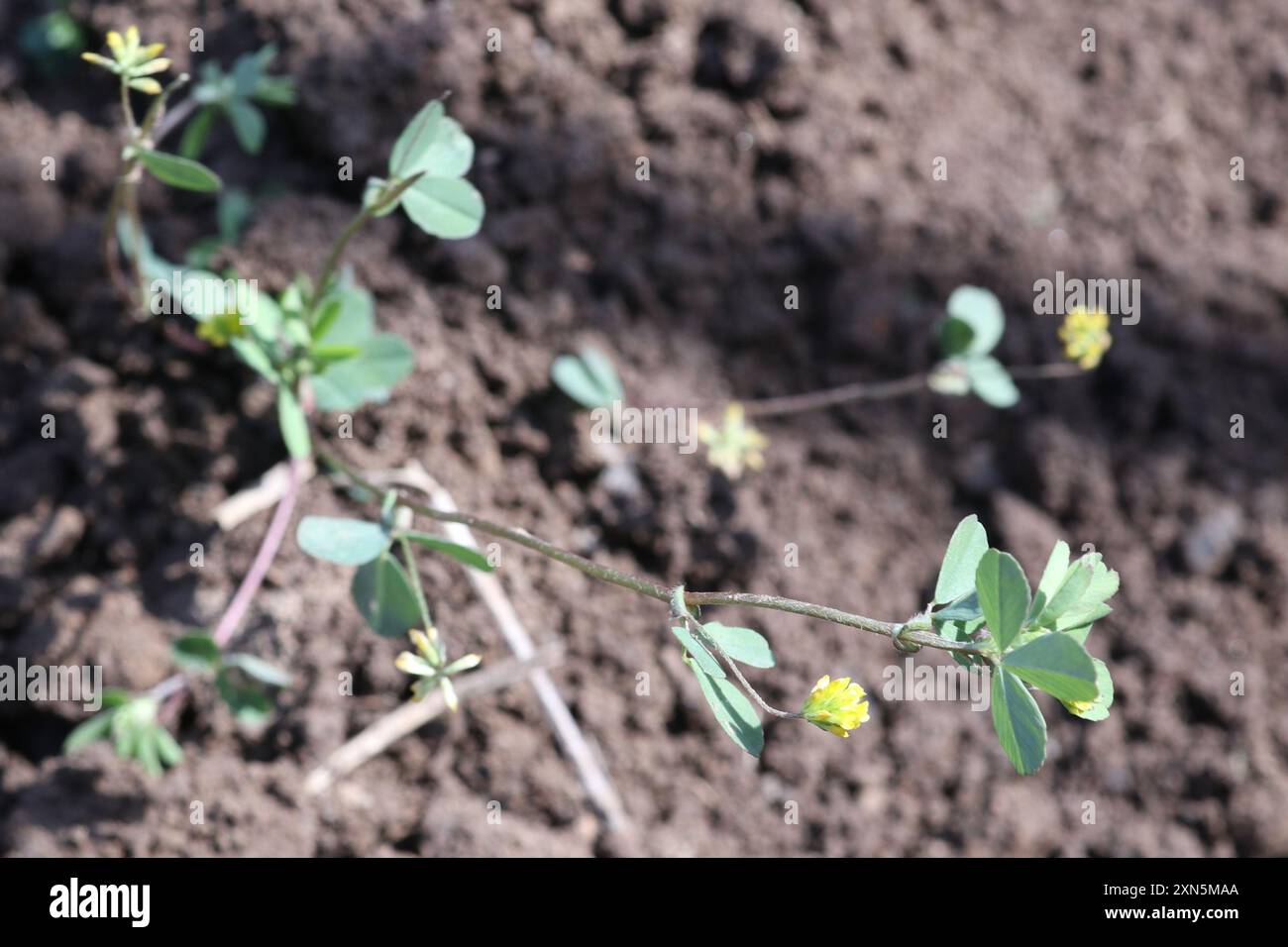 Lesser hop trefoil (Trifolium dubium) Plantae Stock Photo - Alamy
